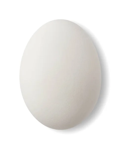 White Egg No Background