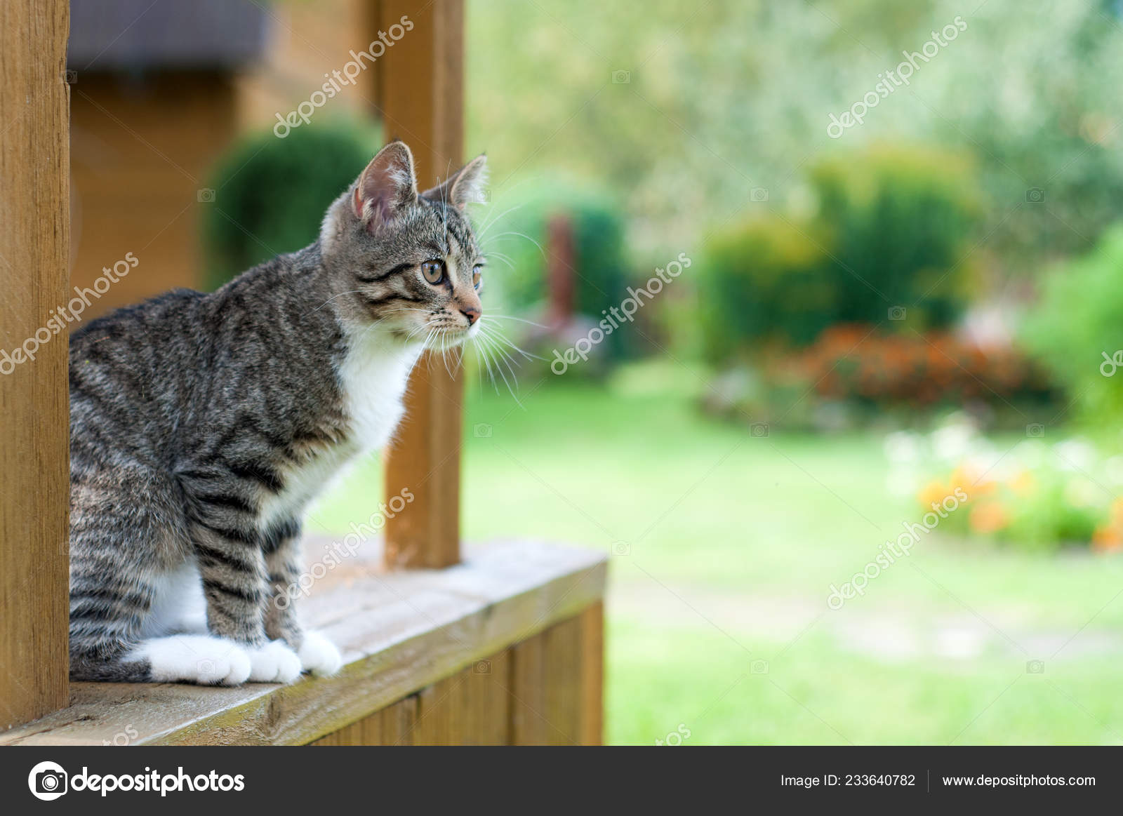 Cat Sitting Side View