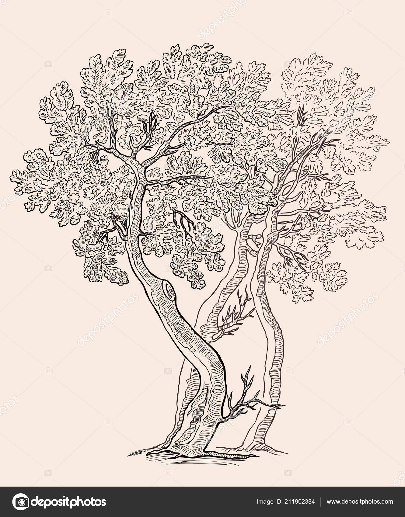 Vector Illustration Small Oak Trees Stock Vector Image by ©mubaister ...