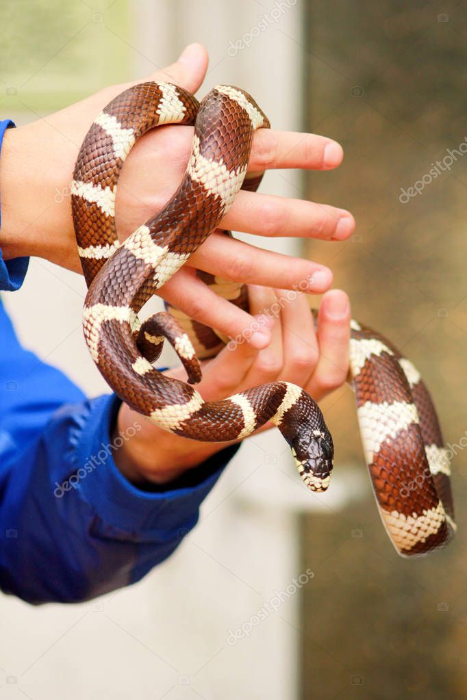 Niño con serpientes. El hombre tiene en las manos reptil Rey Común ...
