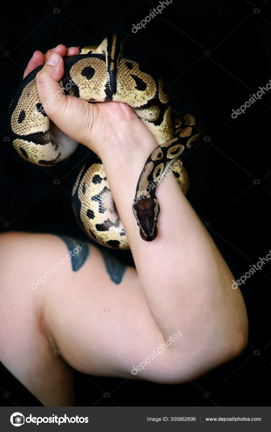 Female hands with Royal Python snake. Woman holds Ball Python snake in hands. Exotic tropical ...