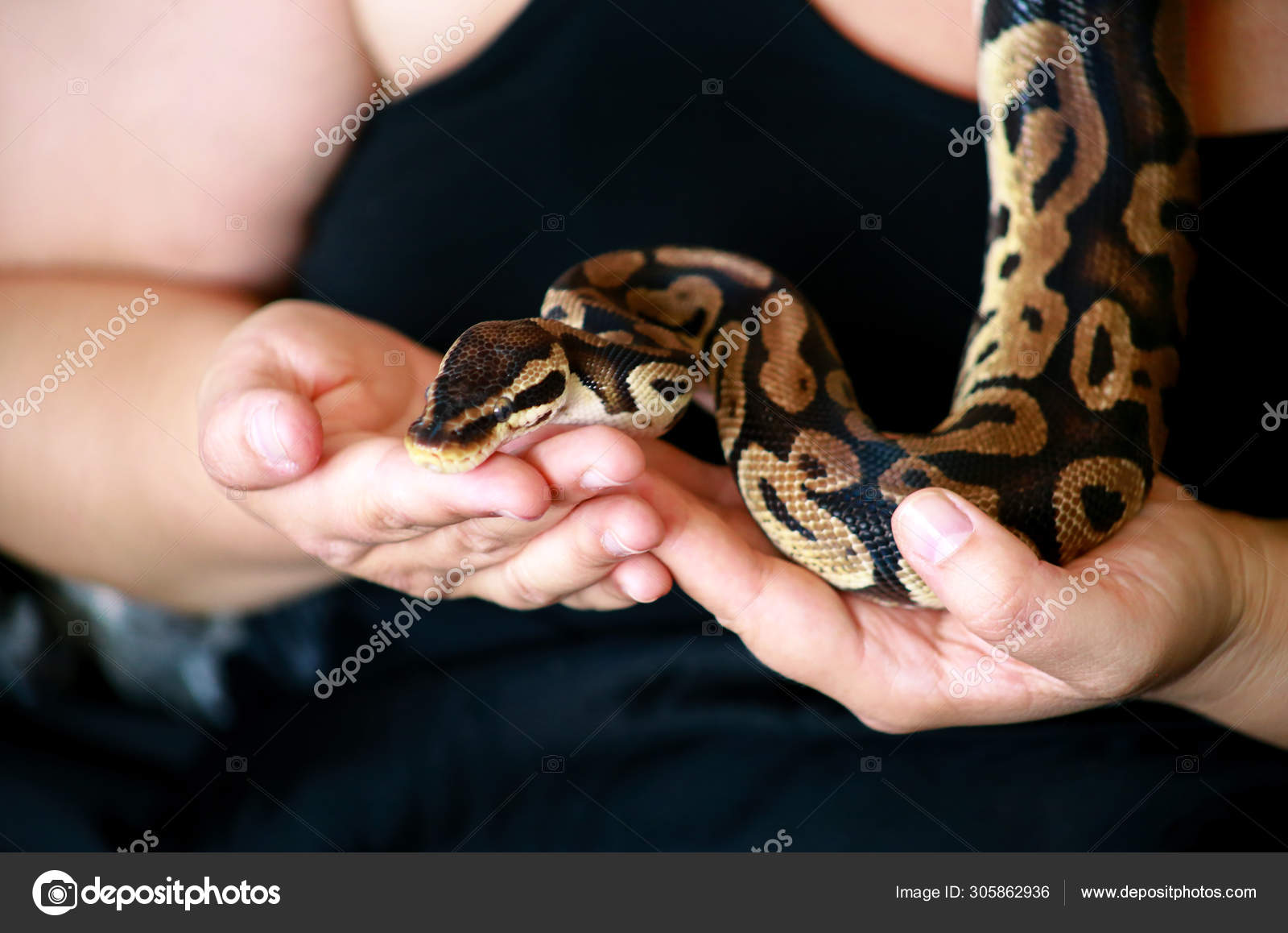 Ball Python Pet