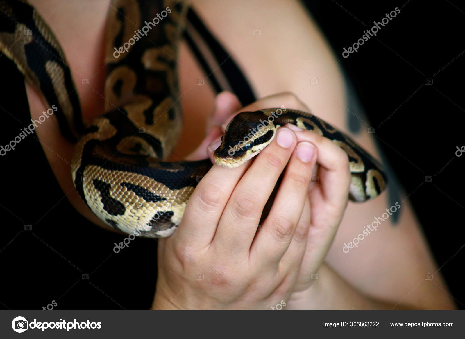 Female hands with Royal Python snake. Woman holds Ball Python snake in hands. Exotic tropical ...