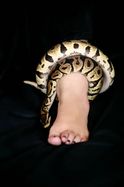 Leg with Royal Python snake. Ball Python slithering and crawling around ...