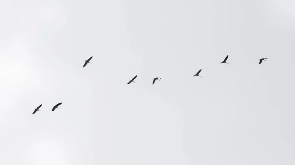 Pajaros Volando Dibujo