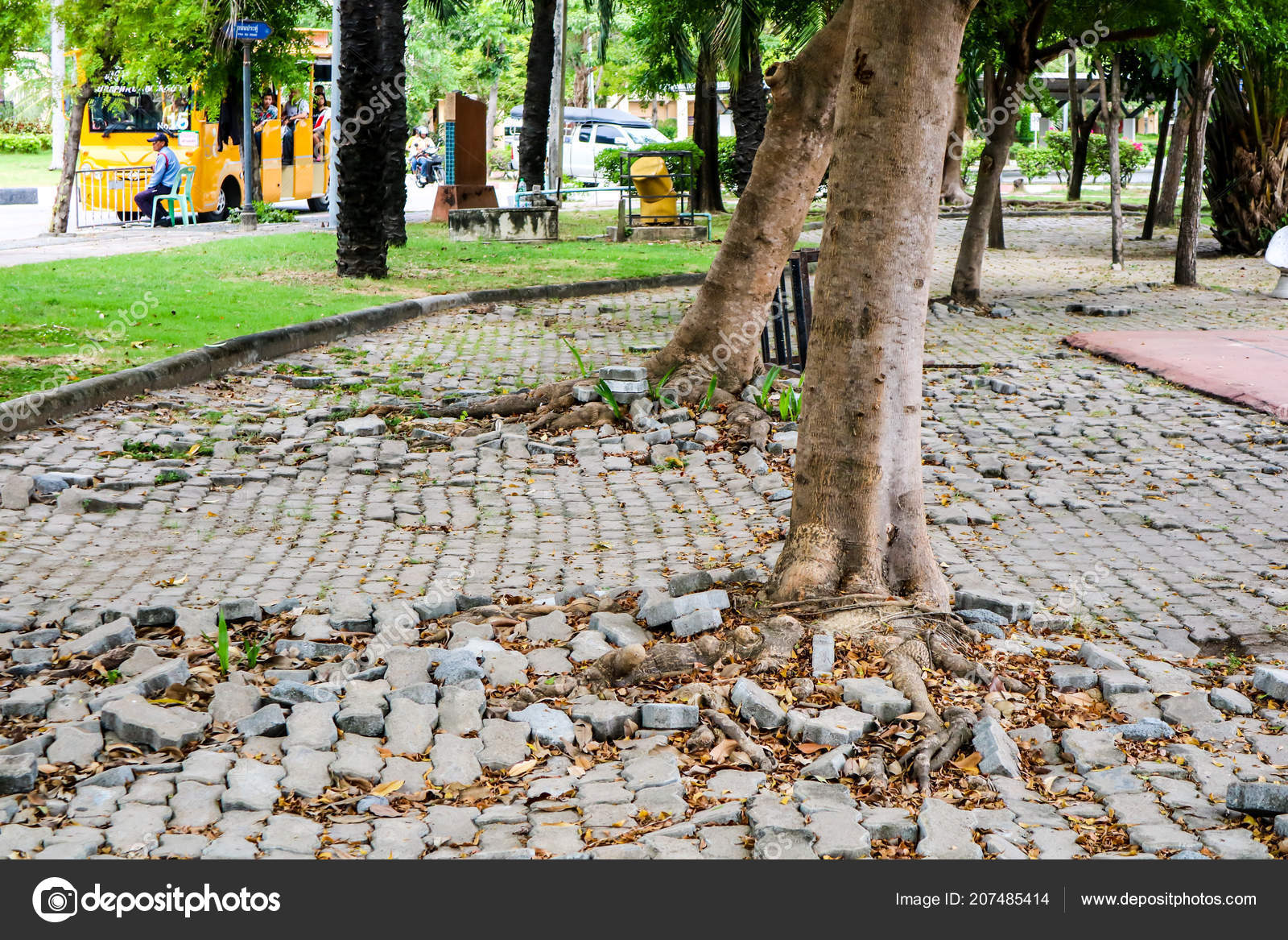 Root Tree Growing Damage Brick Block Walkway Garden Stock Photo by ...