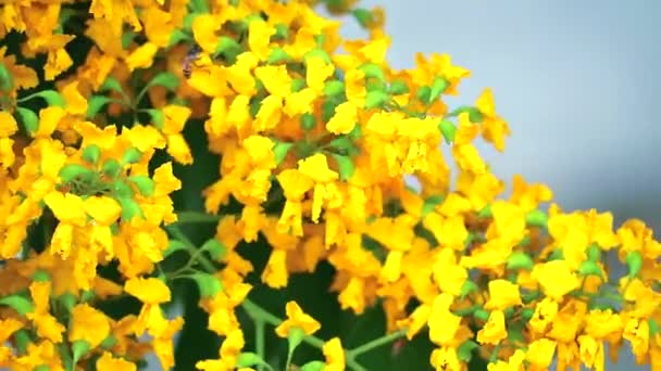 Tabebuia aurea bloom in garden blue sky background — Stock Video ...