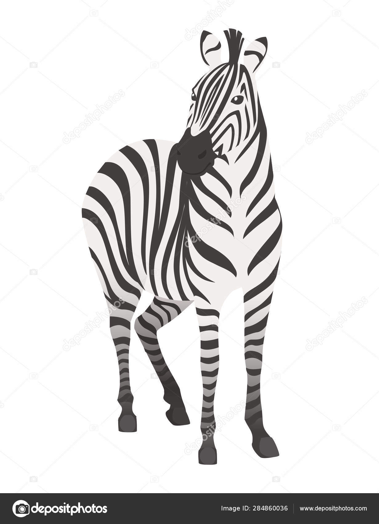 Zebra Face Side View