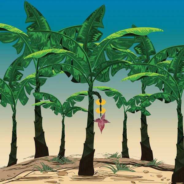 Beautiful banana plantations in bright sky atmosphere. Bananas Farm ...