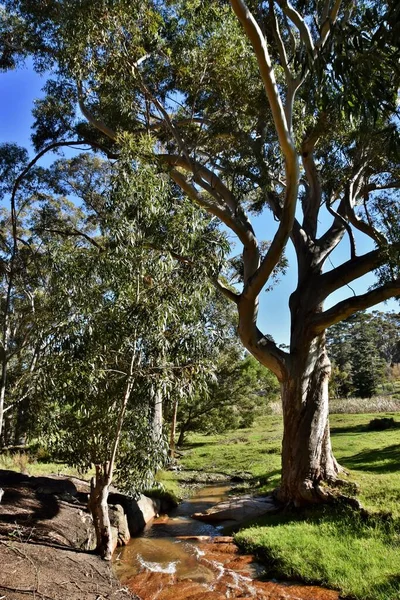 Australian forest landscape Stock Photos, Royalty Free Australian ...