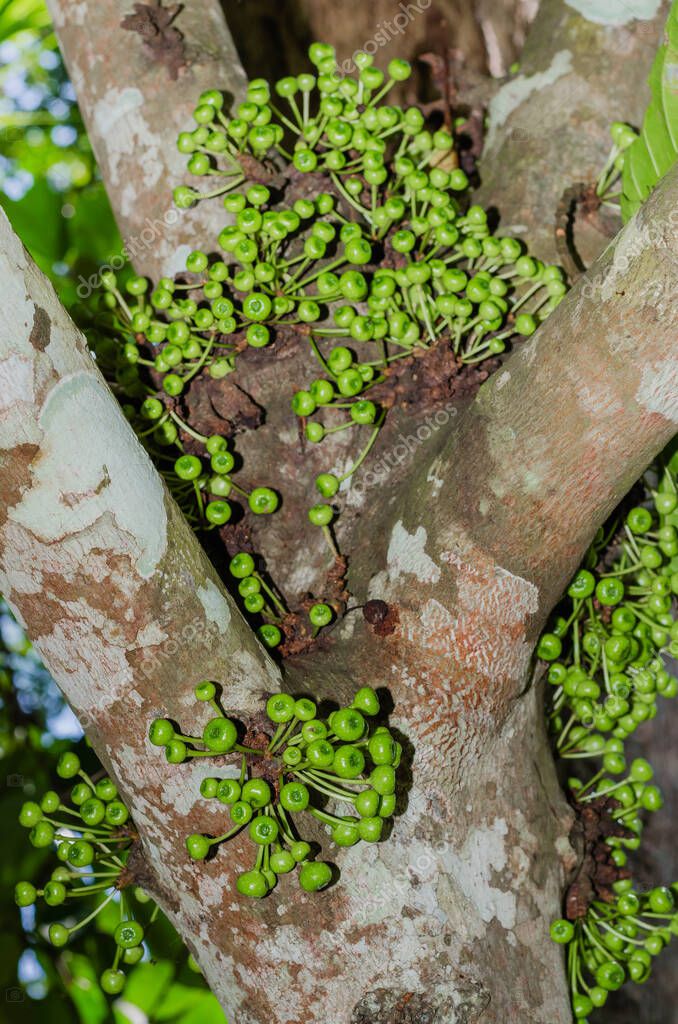 rbol de higuera de racimo de higuera gular (nombre bot nico Ficus Racemosa) En el jard n natural ...