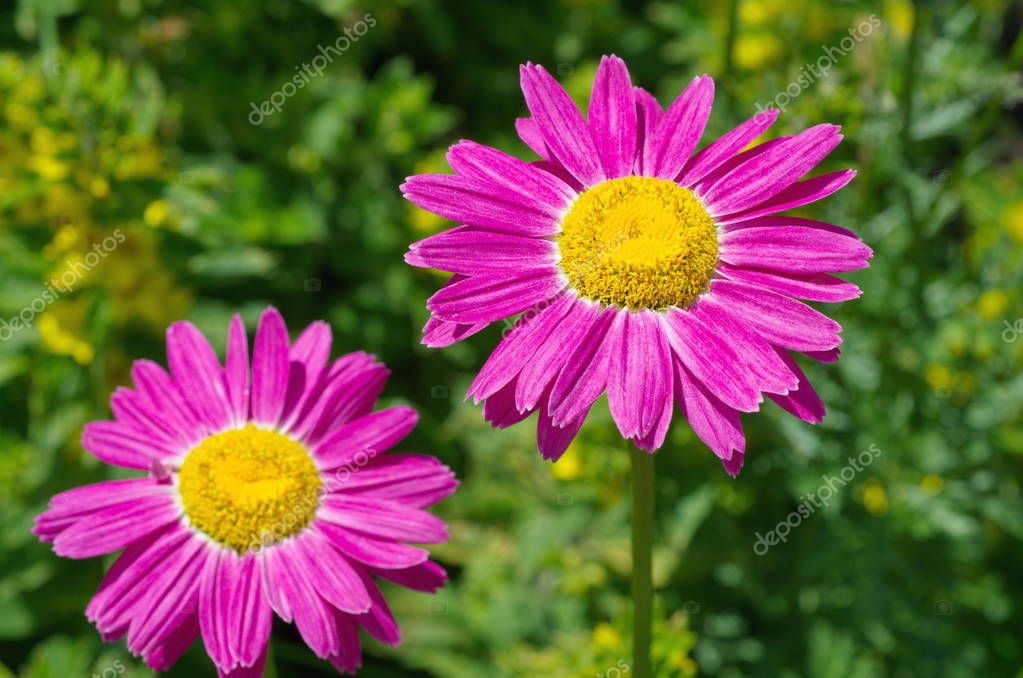 El piretro rosa, o margarita persa (lat. Pyrethrum roseum) florecen en ...