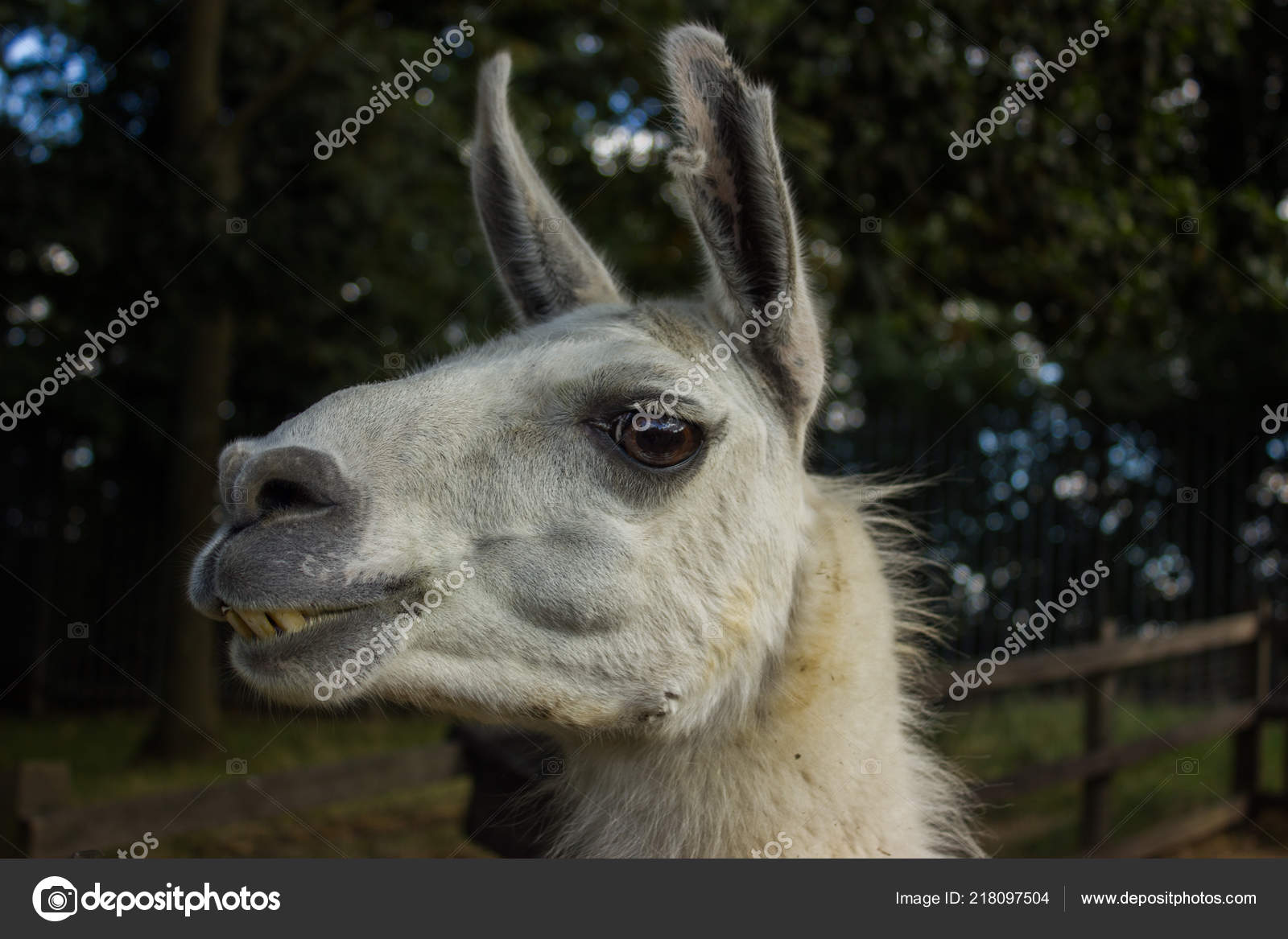 Iics: smiling llama | Muzzle Smiling Llama Teeth — Stock Photo ...