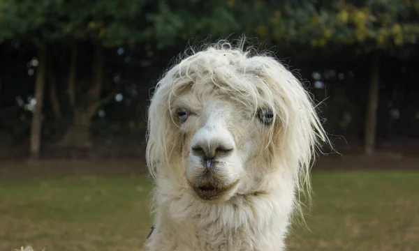 Lama peruana Stock Photos, Royalty Free Lama peruana Images | Depositphotos