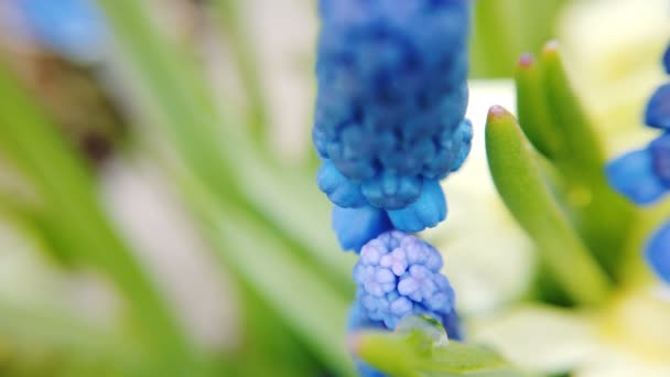 Footage of beautiful blue starch grape hyacinth flowers bloom in spring ...