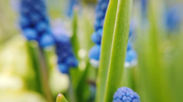 Footage of beautiful blue starch grape hyacinth flowers bloom in spring ...