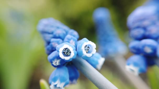 Footage of beautiful blue starch grape hyacinth flowers bloom in spring ...