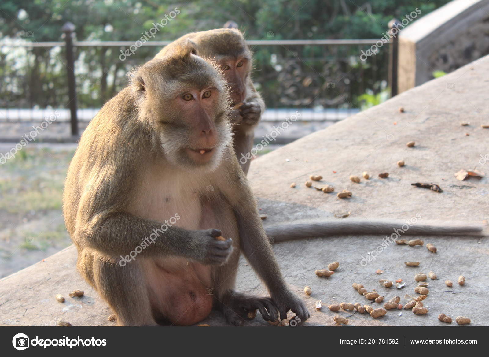 Monkey Eats Nuts Monkey Eats Peanuts Visitors Indonesia Stock Photo by ...
