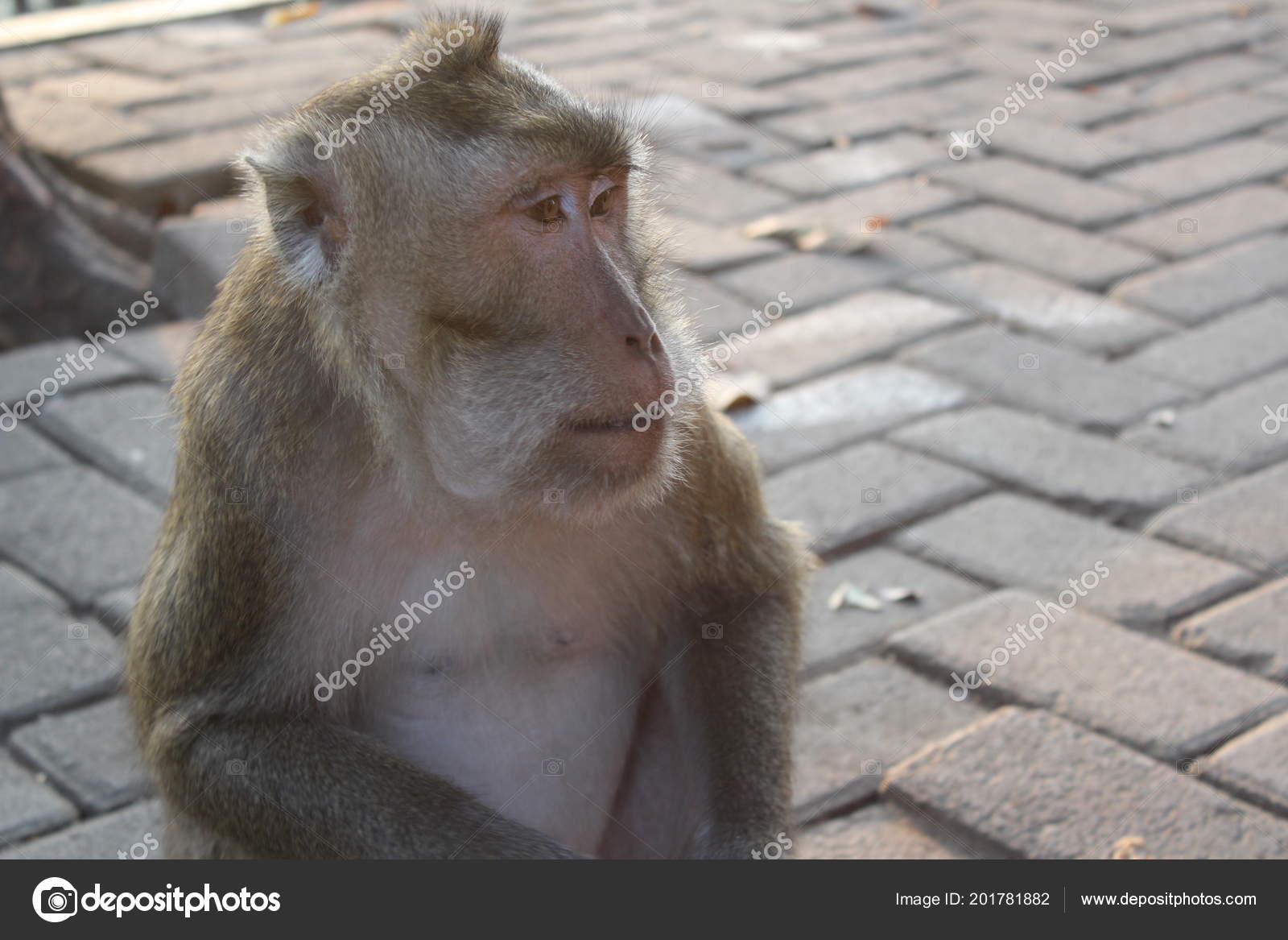 Monkey Eats Nuts Monkey Eats Peanuts Visitors Indonesia — Stock Photo ...