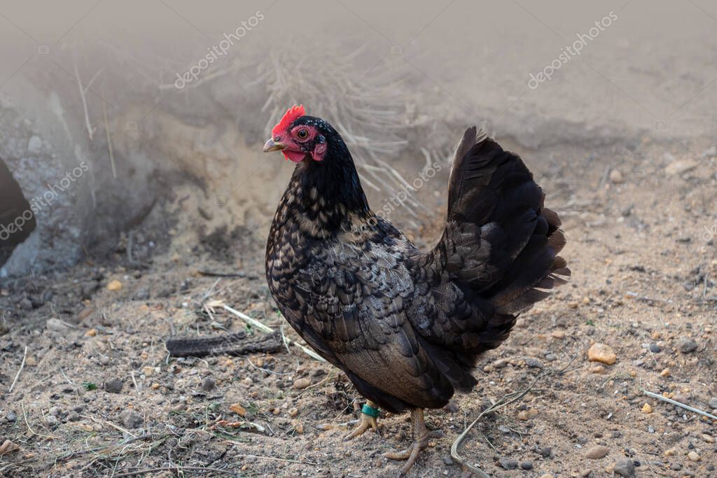 El bantam japonés o Chabo es una raza de pollo originaria de Japón 2024