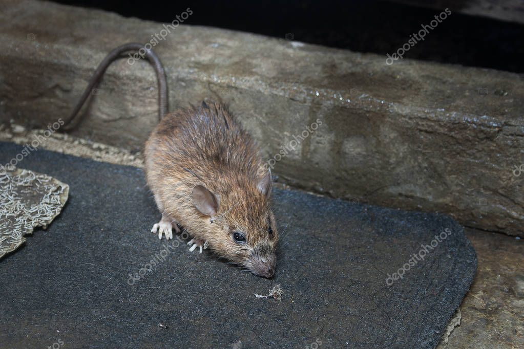 Rata que se seca después de comer veneno para ratas. 2022
