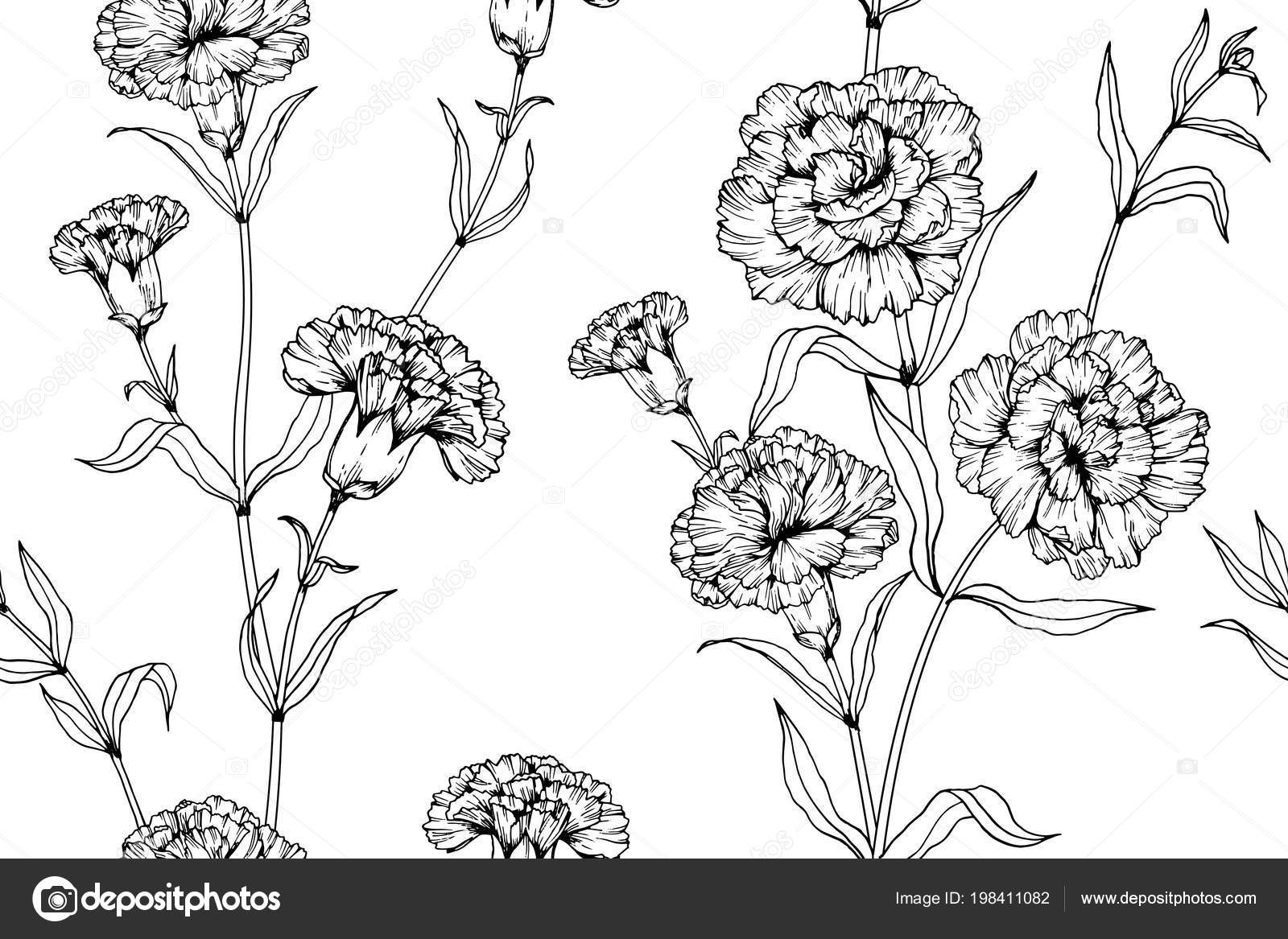 White Carnation Flower Drawing