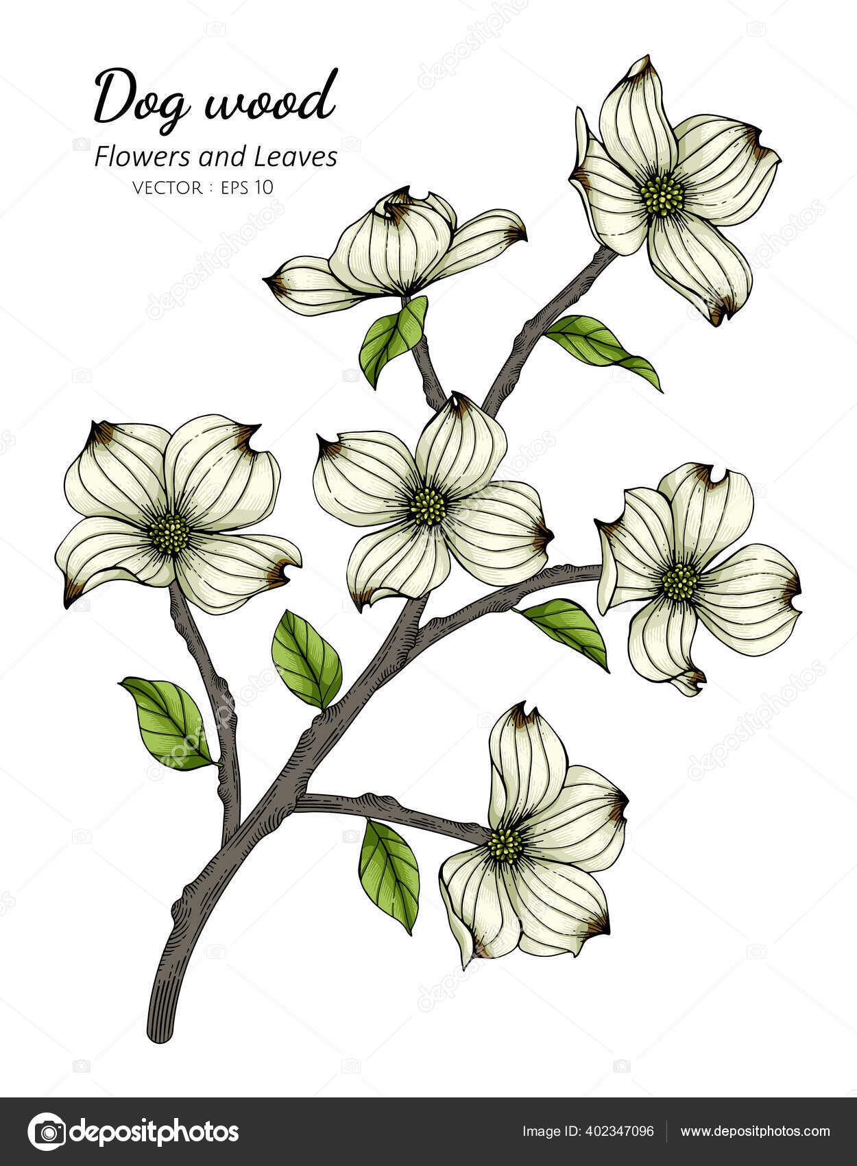 Dogwood Tree Flower Drawing