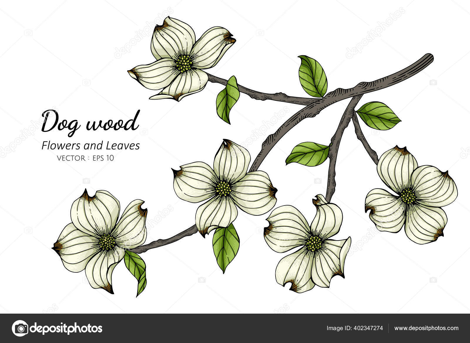 Flowering Dogwood Flower Drawing