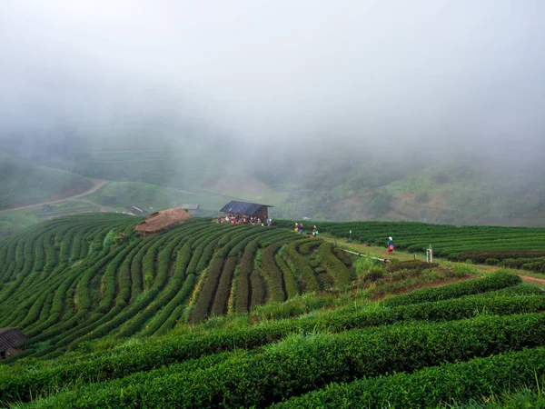 Fujian tea fields Stock Photos, Royalty Free Fujian tea fields Images ...