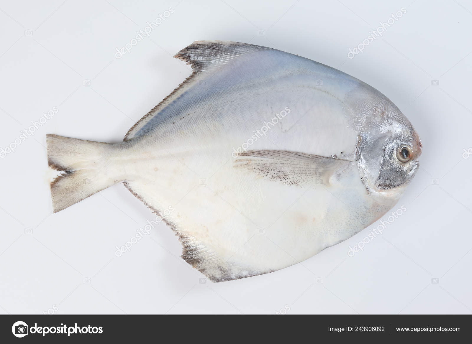 Cleaned Degutted White Pomfret Fish White Background Stock Photo by ...