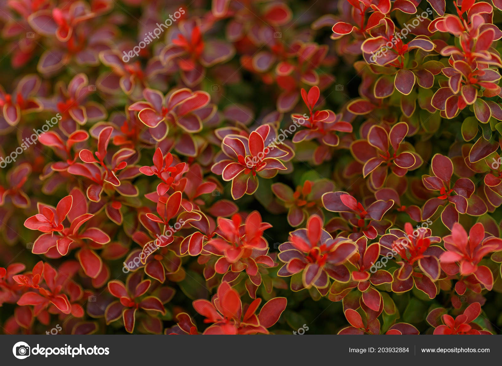 Berberis Thunbergii Golden Ruby Latin Berberis Thunbergii Coronita ...