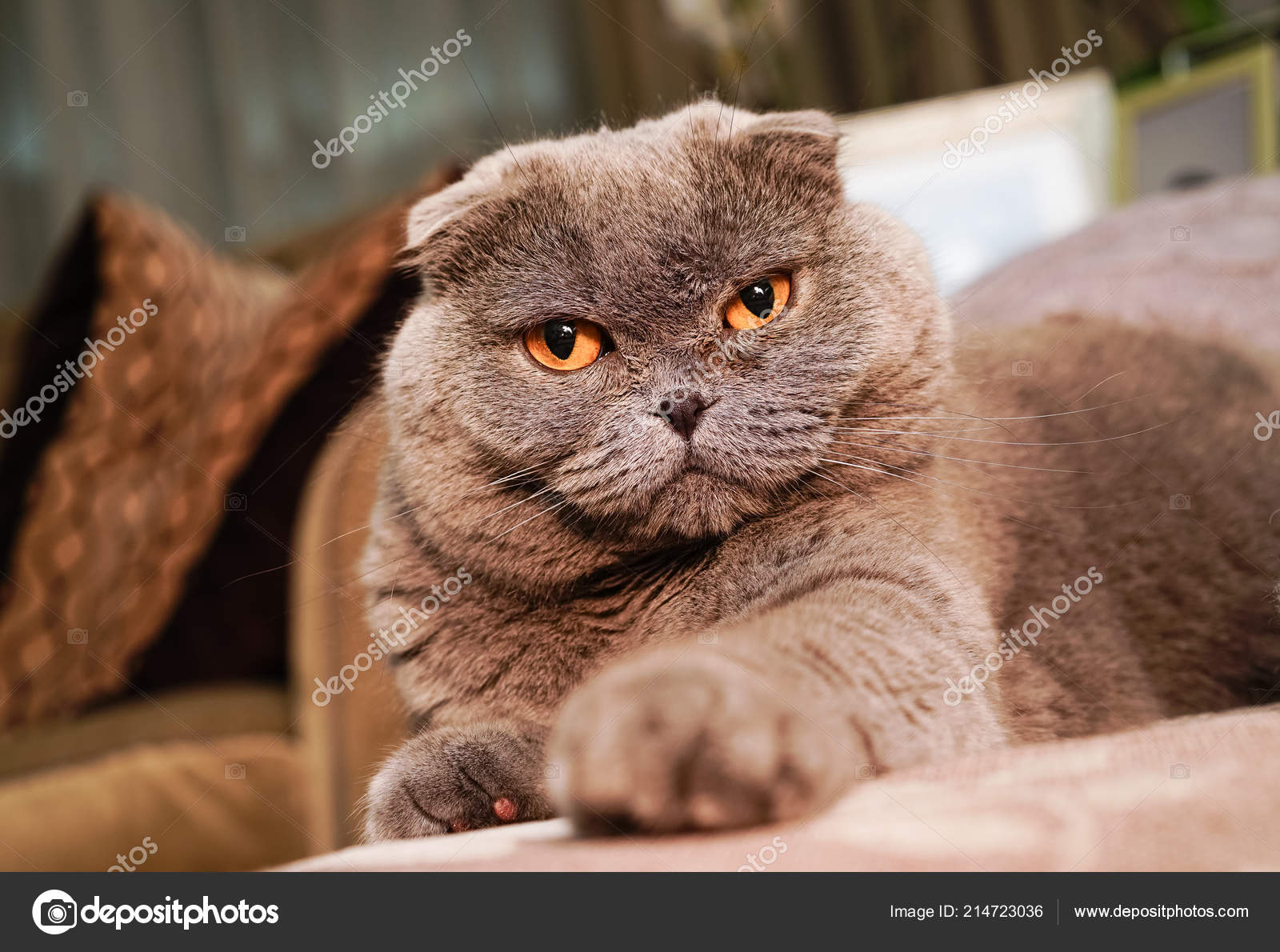 Portrait Beautiful British Scotish Fold Cat Home Interiors Gray Blue ...