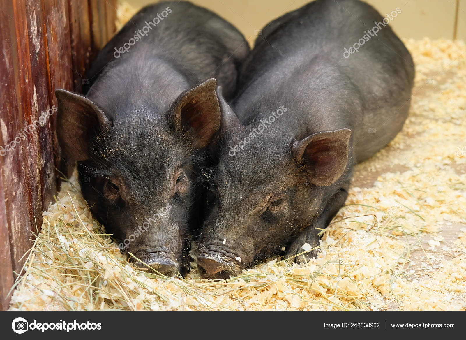 Baby Black Pigs
