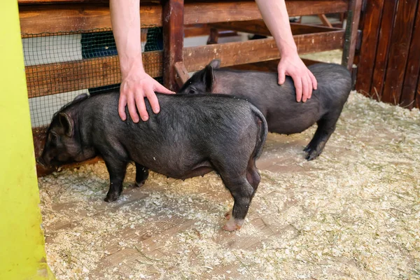 Little two black pigs lie near on the farm. Pig love. Piglets grunt in ...