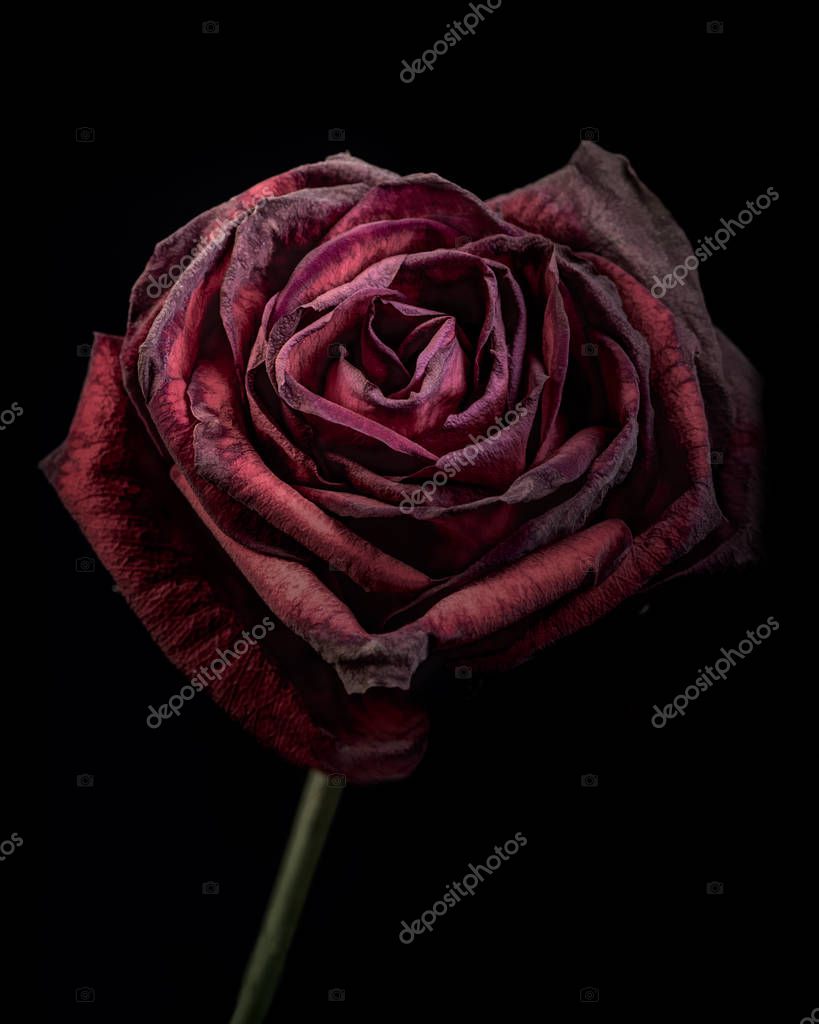 Rosa marchita moribunda que recuerda el ensillamiento y la soledad de ...