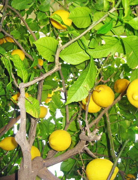 lemon tree with fresh yellow lemons - blooming spring nature - healthy ...