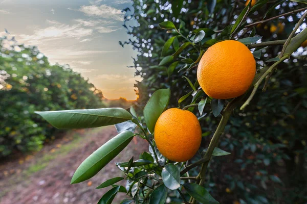 Orange Tree Plantation Sunny Day Stock Photo by ©paulobaqueta 386506284