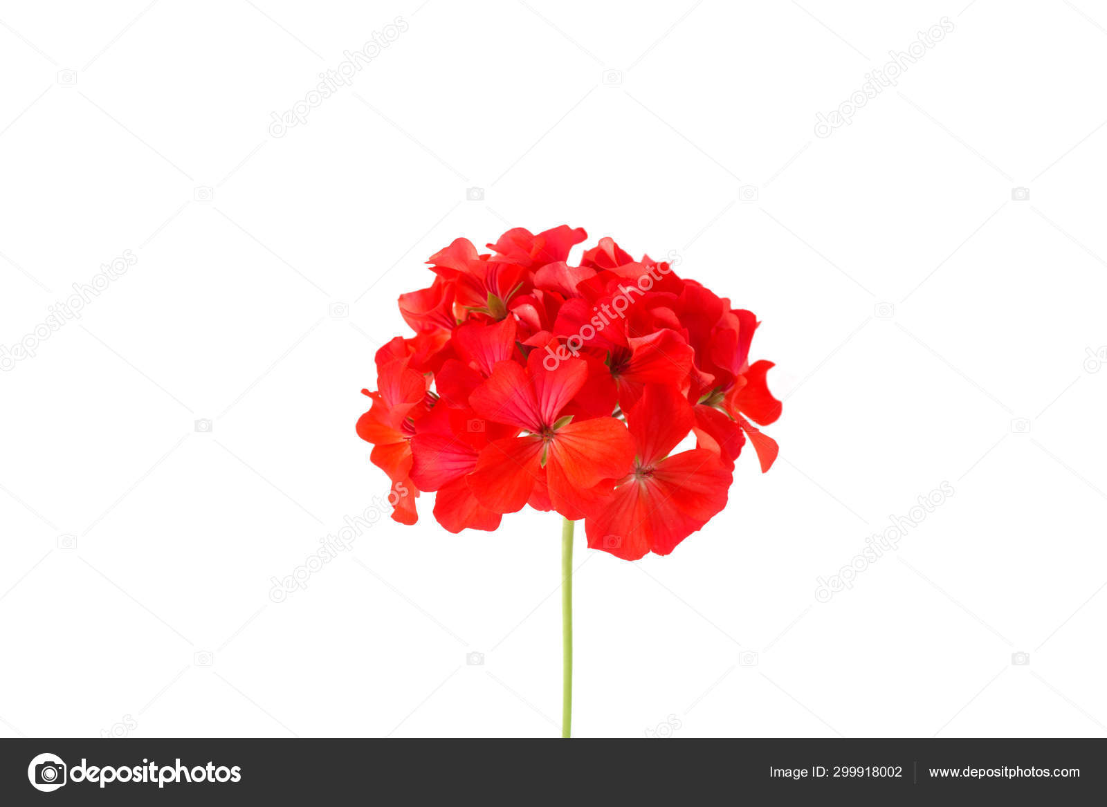 Red Pelargonium Garden Geranium Zonal Geranium Flowers Isolated White ...