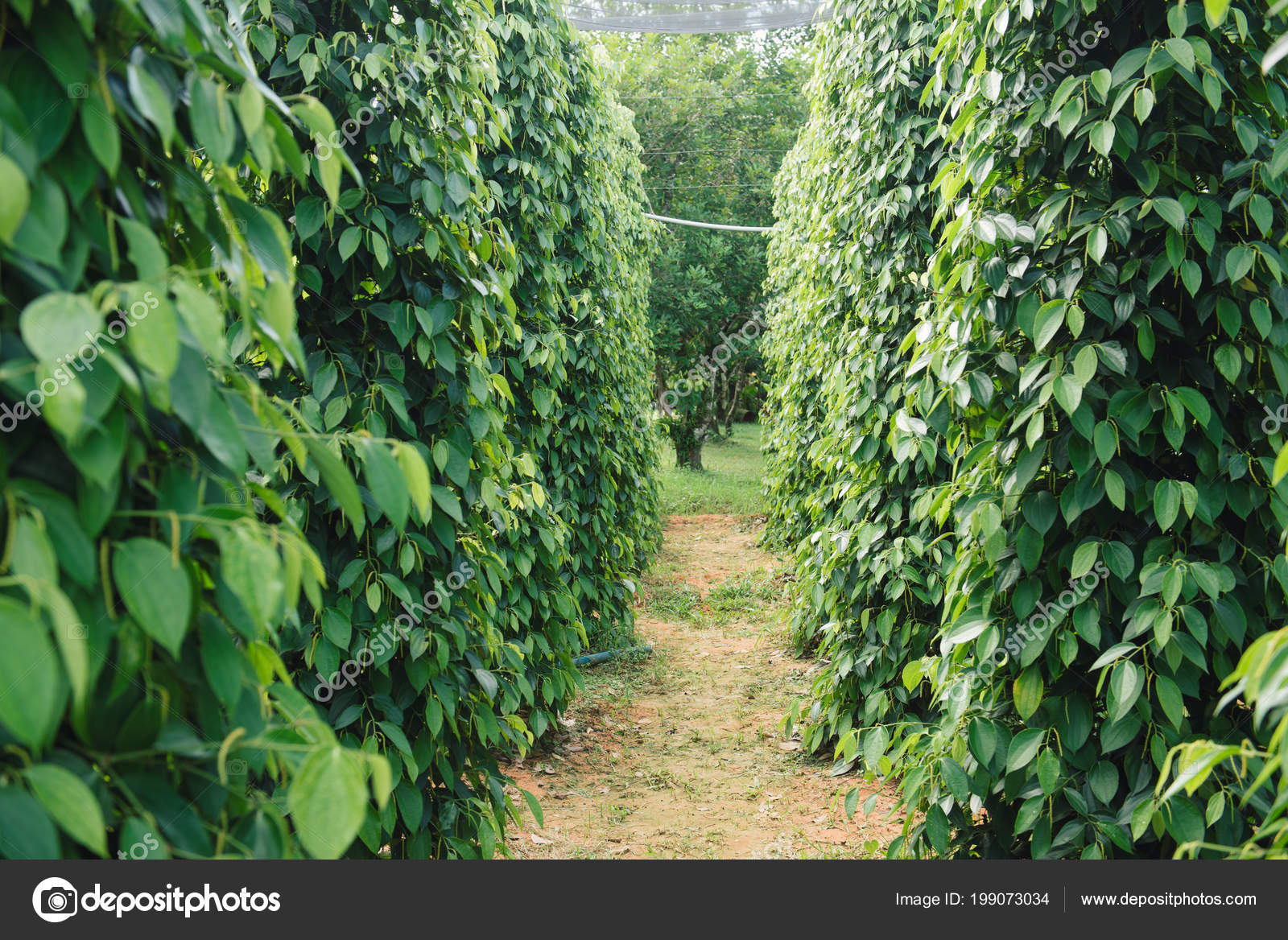Pepper Field Phu Quoc Viet Nam Group Pepper Plant Green Stock Photo by ...