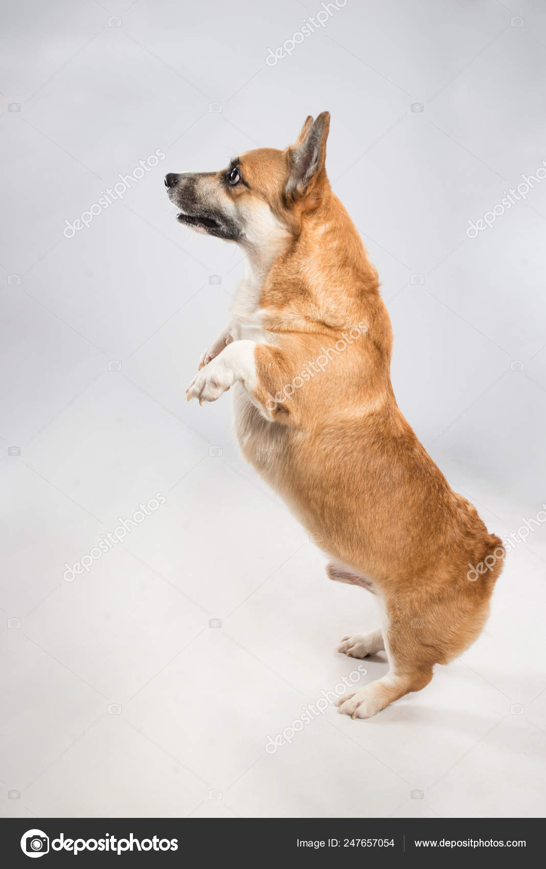 Funny corgie dog standing up on his rear legs on the white backg Stock ...
