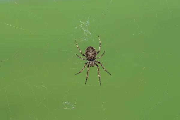 Ottawa spider Stock Photos, Royalty Free Ottawa spider Images ...