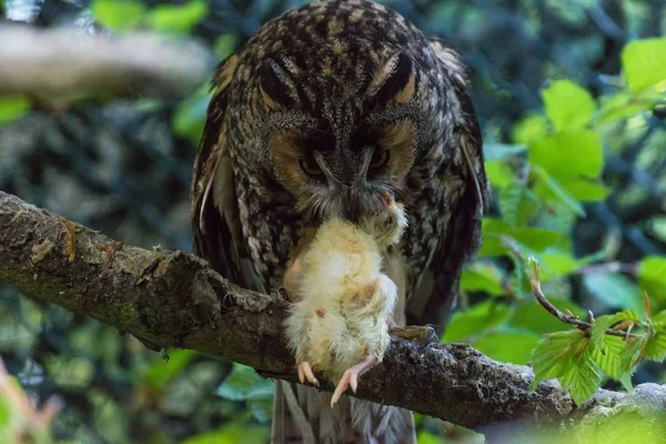 Owl Eating A Bug