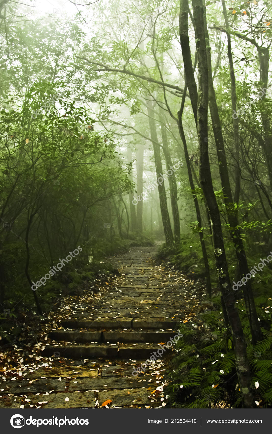 Mystical Forest Path