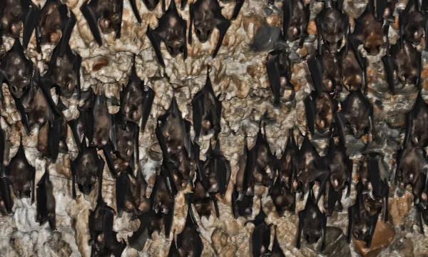 Cave bat Stock Photos, Royalty Free Cave bat Images | Depositphotos®