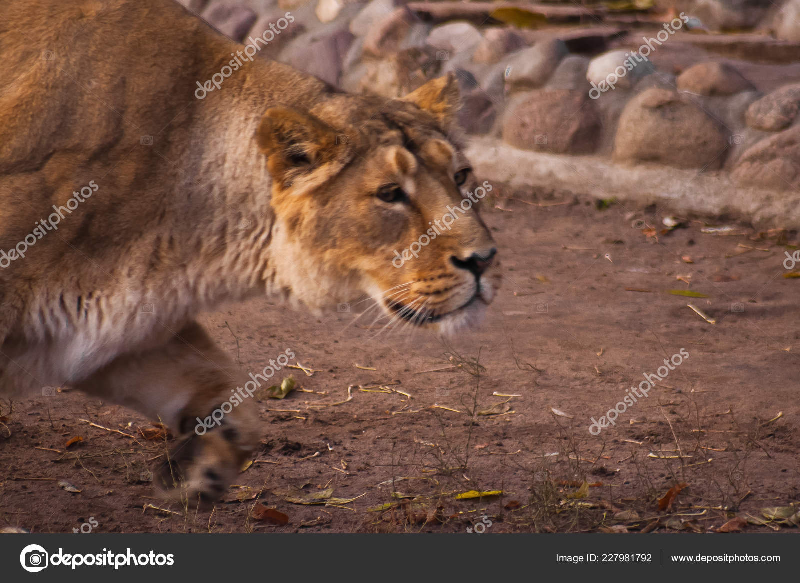 Lioness Jumping