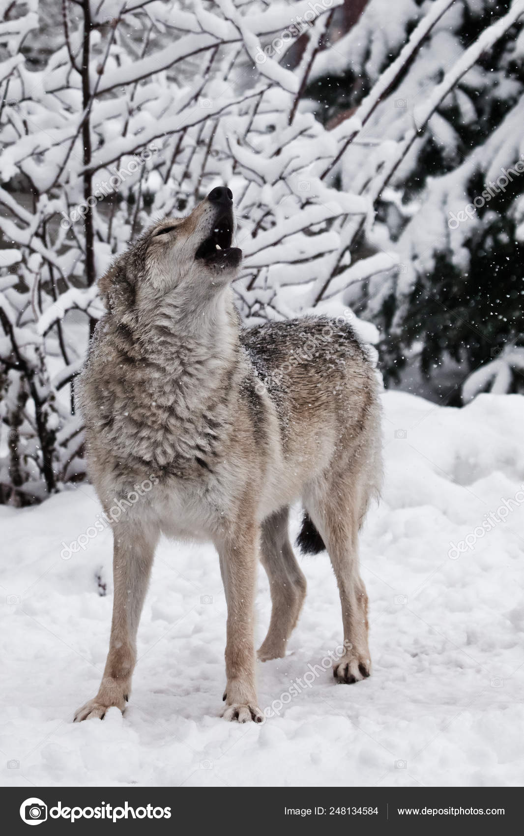 Grey Wolf Howling In Snow