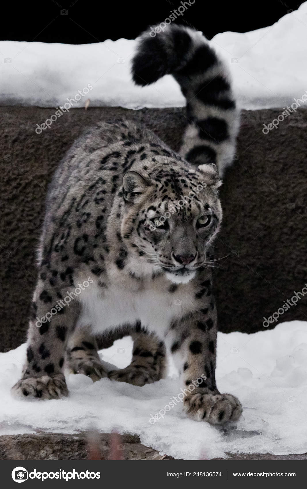Snow Leopards Jumping