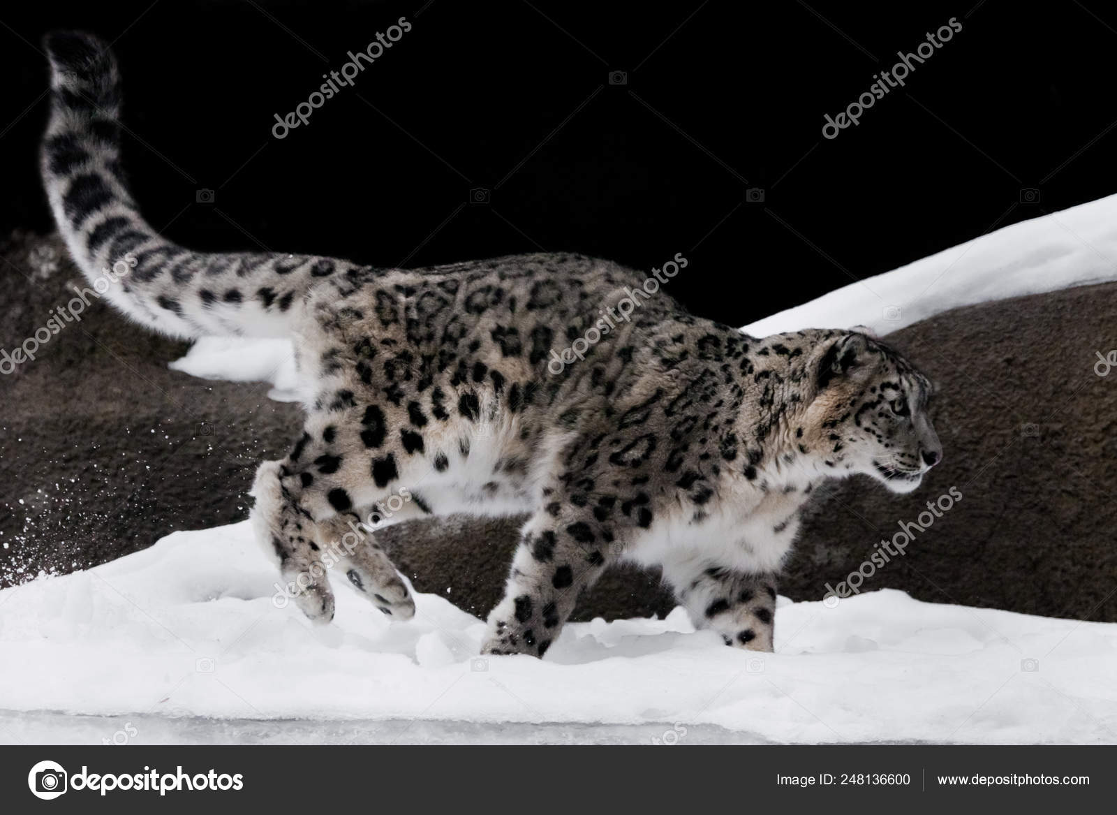 Snow Leopards Running