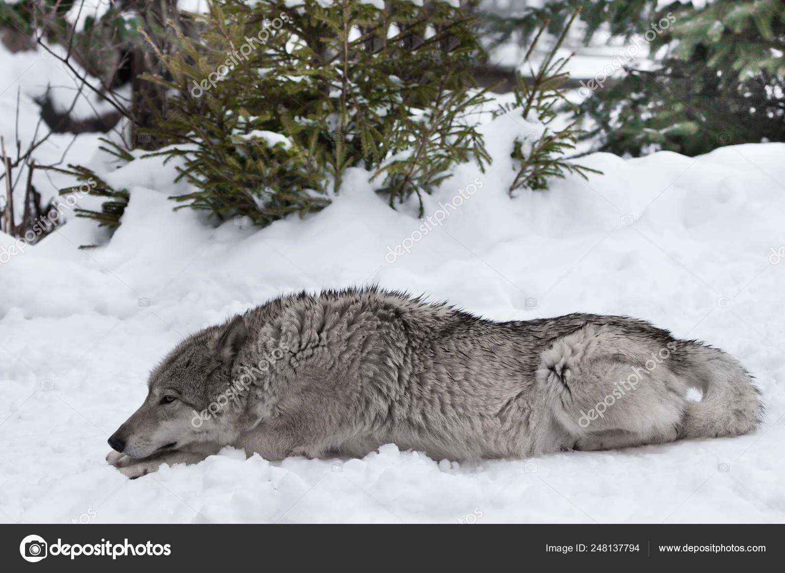 Wolf Lying Down In Snow