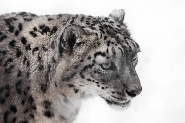 The snow leopard is a big and strong cat with a clear look, sitt ...